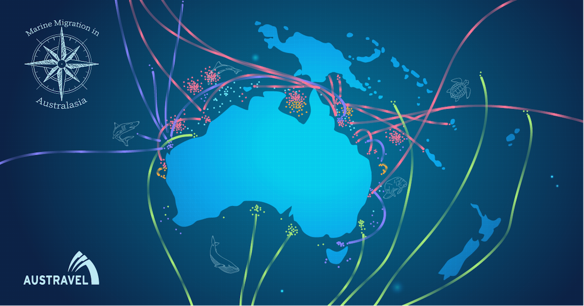 Marine Migrations | Hayes and Jarvis
